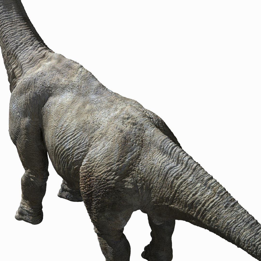 3D Brachiosaurus V-ray Rigged - TurboSquid 1233093