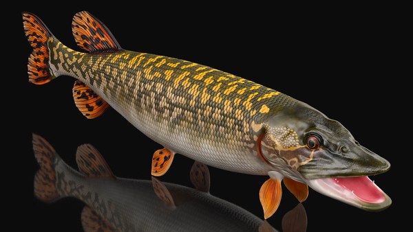 3D northern pike - TurboSquid 1585354