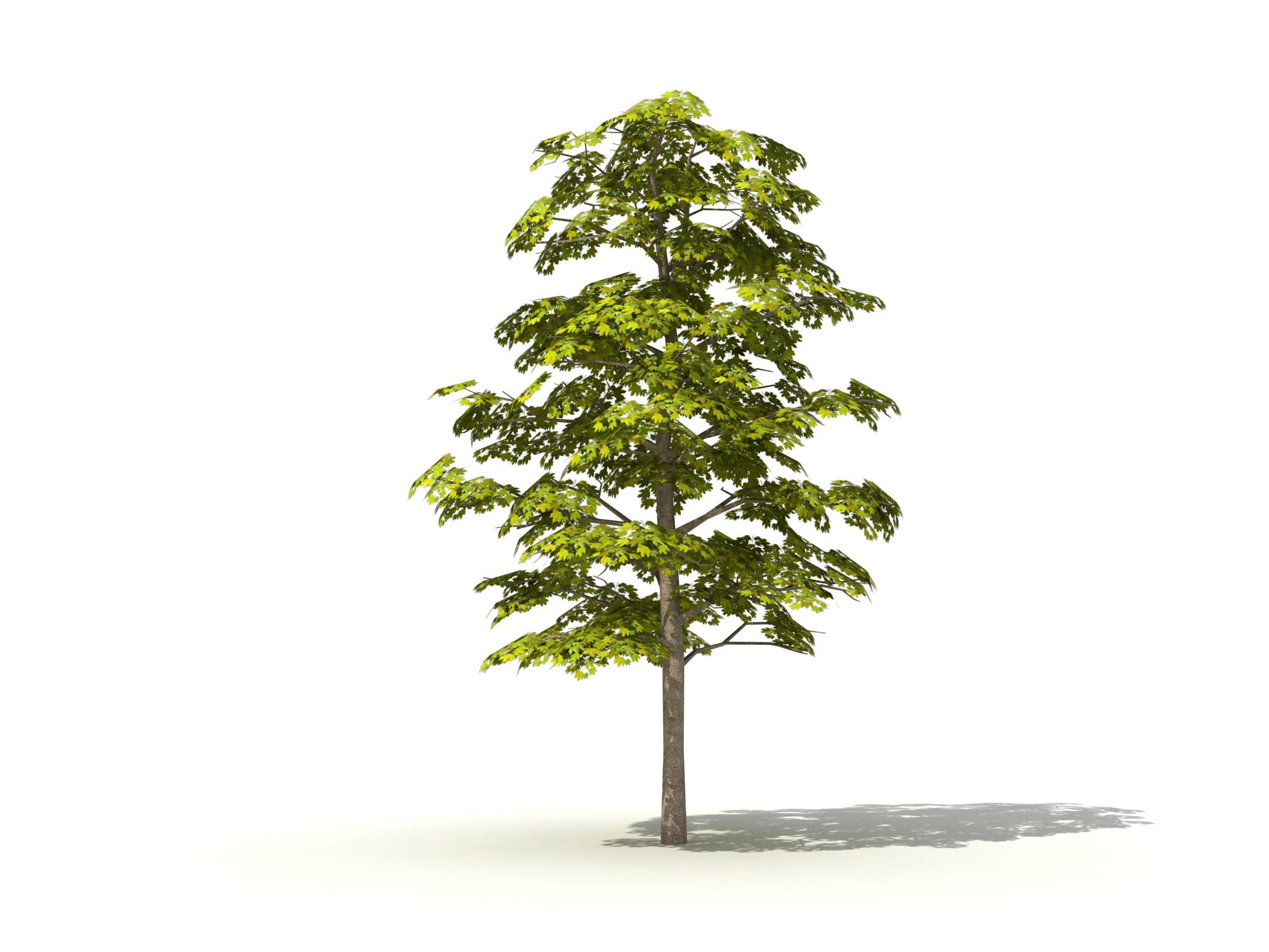 plants acer 01 tree 3d model