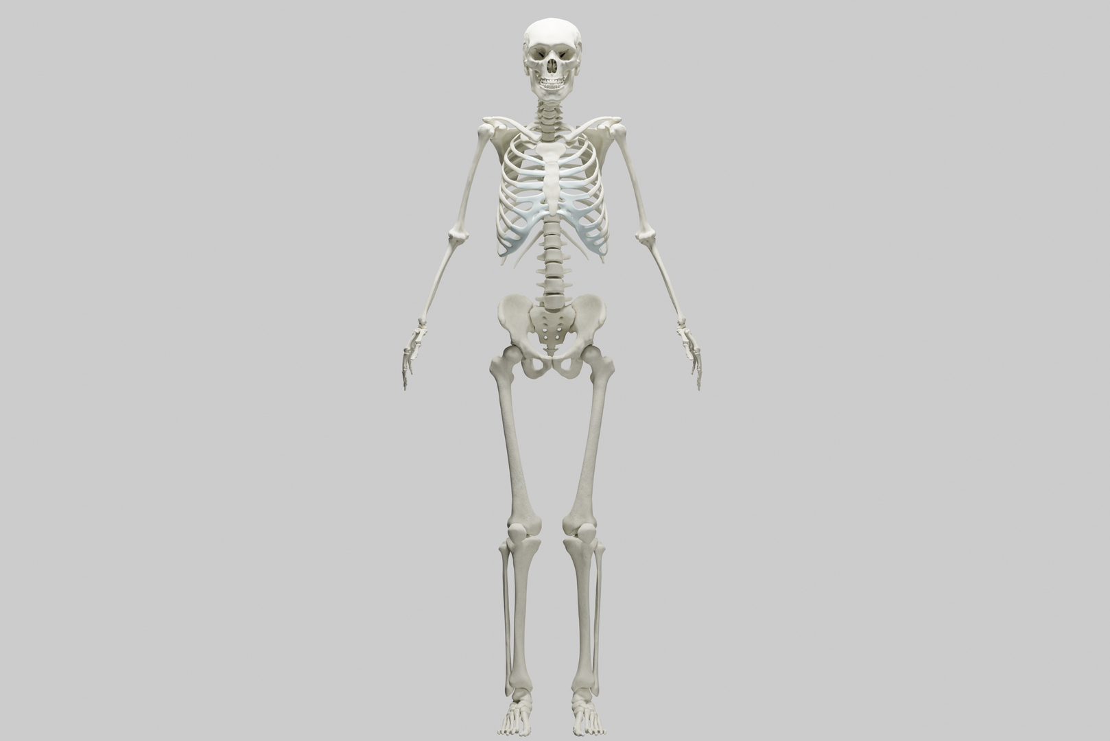 Ultimate 3D Human Skeleton Model - Perfect For Medical Training And ...