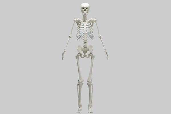 modelo 3d Modelo de esqueleto humano 3D definitivo: perfecto para ...