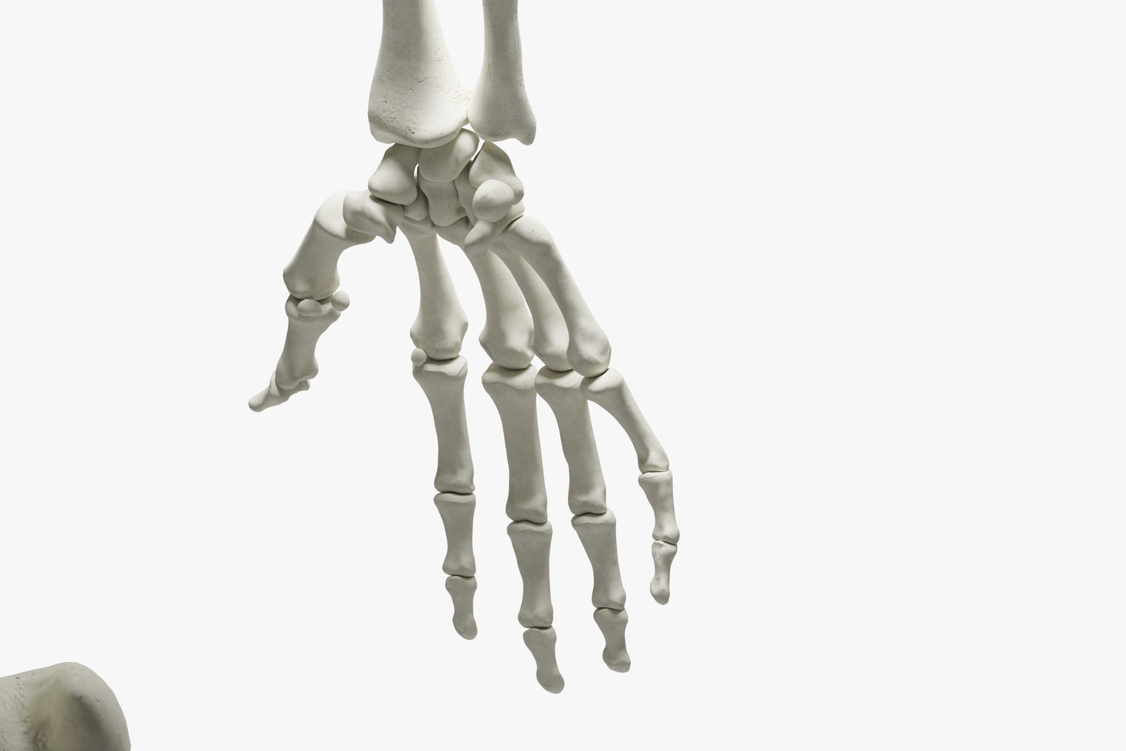 Ultimate 3D Human Skeleton Model - Perfect For Medical Training And ...