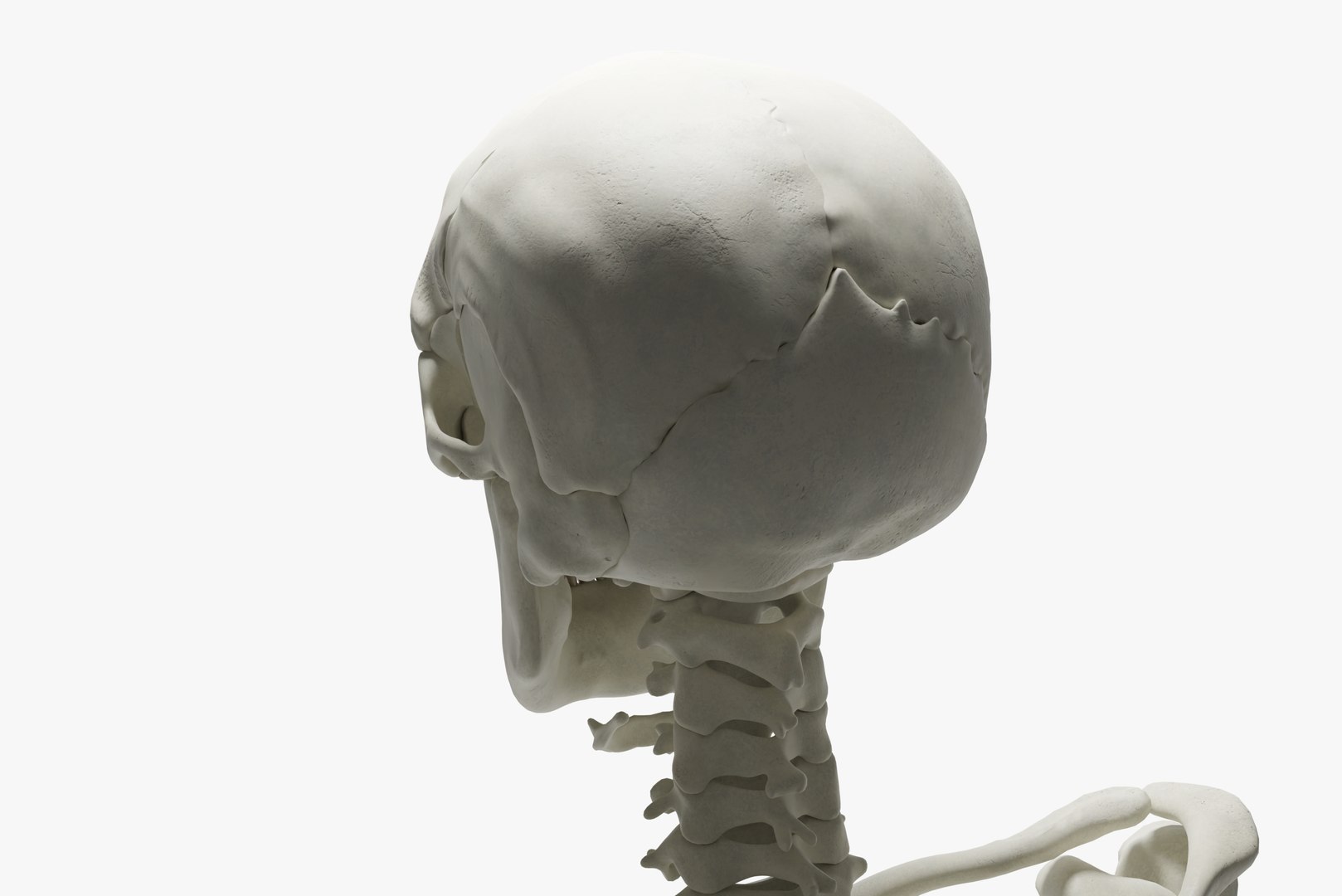 Ultimate 3D Human Skeleton Model - Perfect For Medical Training And ...