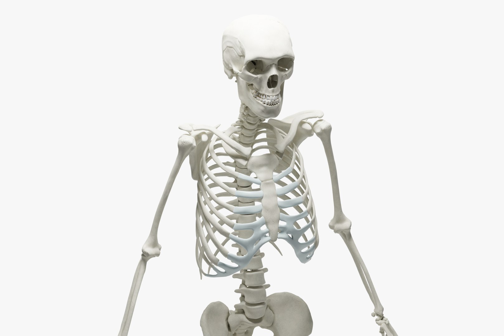 Ultimate 3D Human Skeleton Model - Perfect For Medical Training And ...