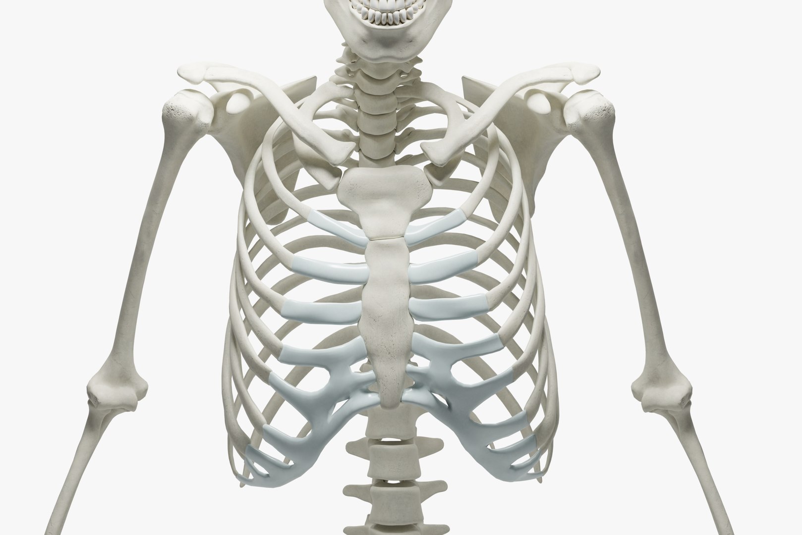 Ultimate 3D Human Skeleton Model - Perfect For Medical Training And ...