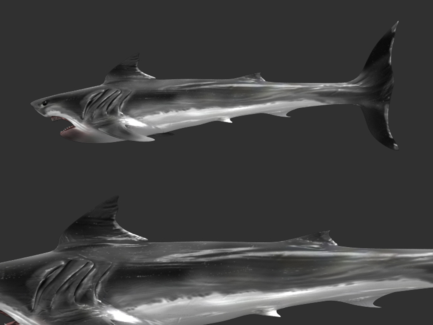 Shark Rigged 3d Max