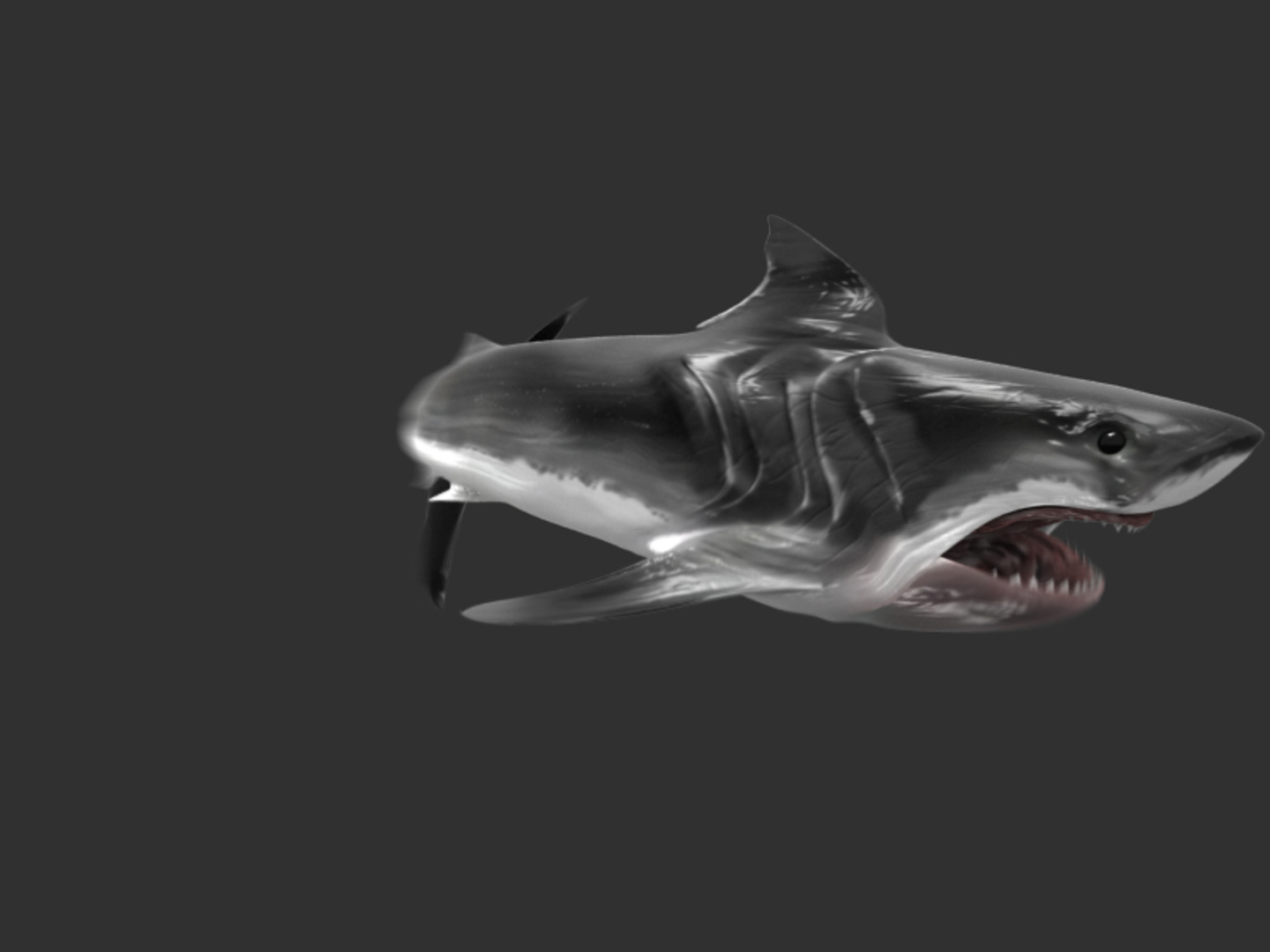 Shark Rigged 3d Max