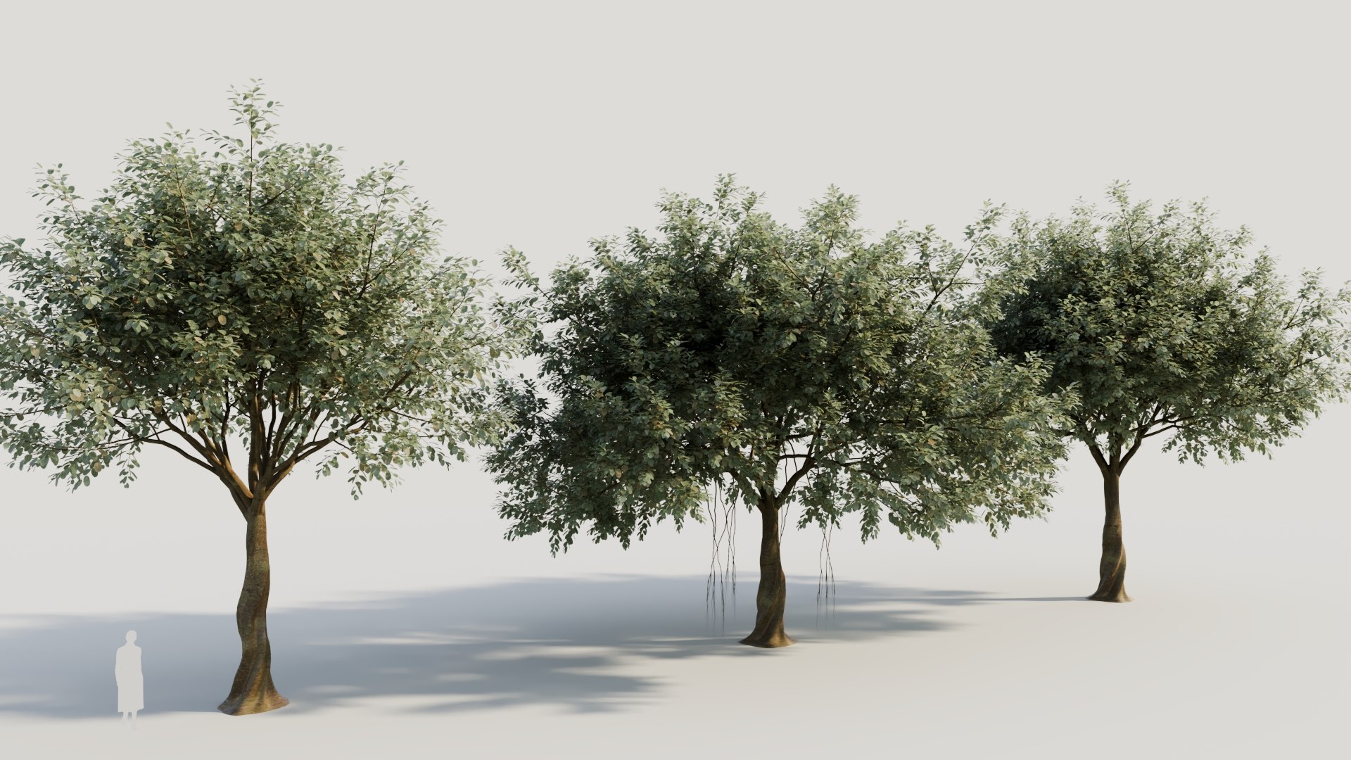 Ficus Macrophylla B 3D - TurboSquid 2178683