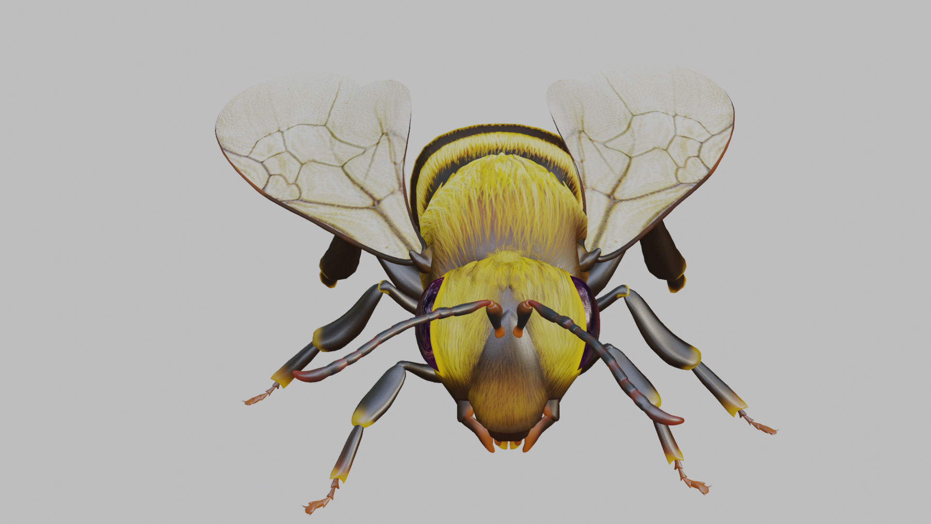 3D Model Animated Bee Vray - TurboSquid 1736942