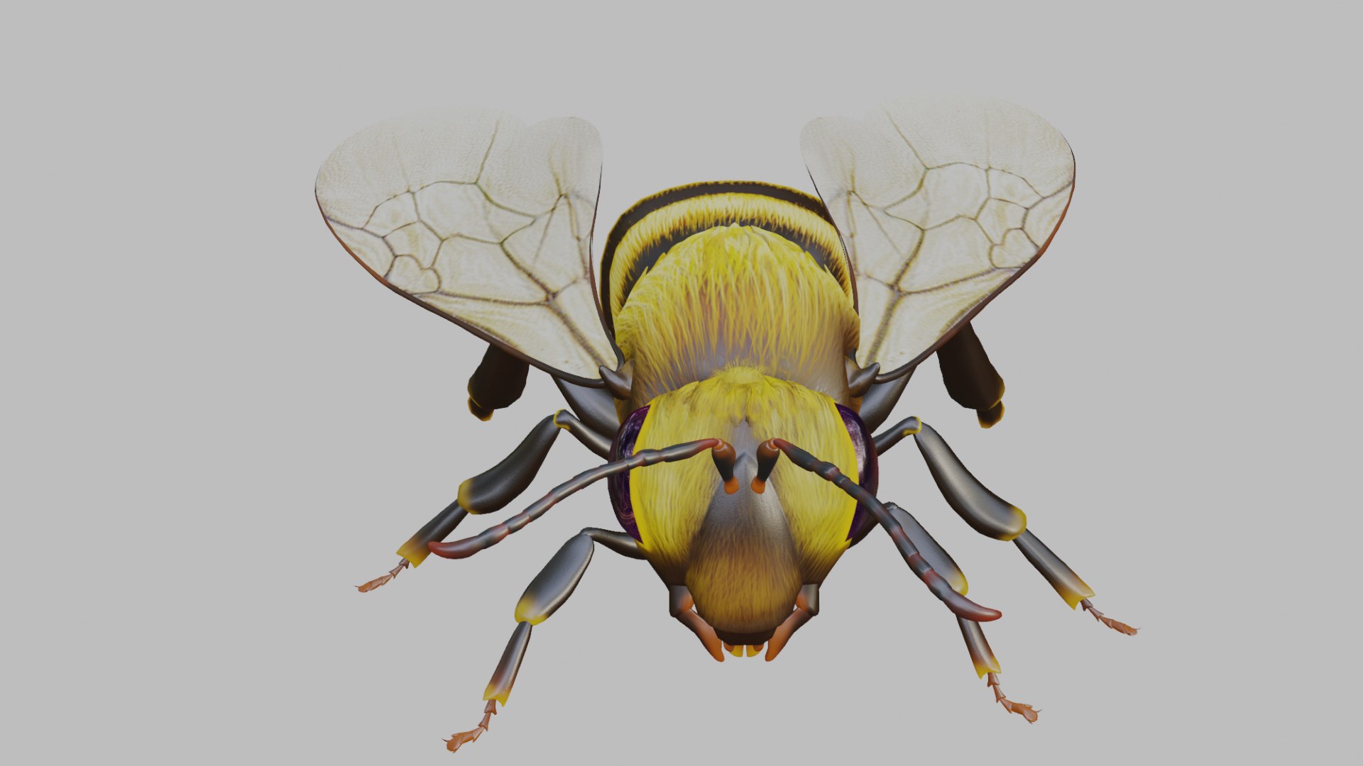 3D Model Animated Bee Vray - TurboSquid 1736942
