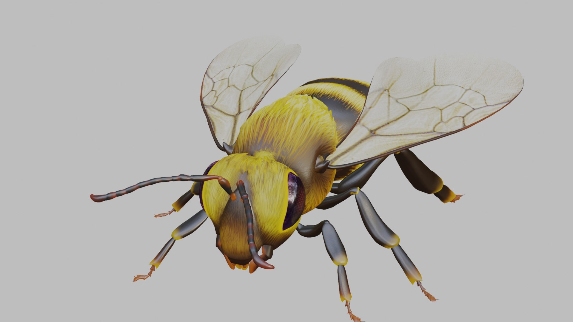 3D Model Animated Bee Vray - TurboSquid 1736942