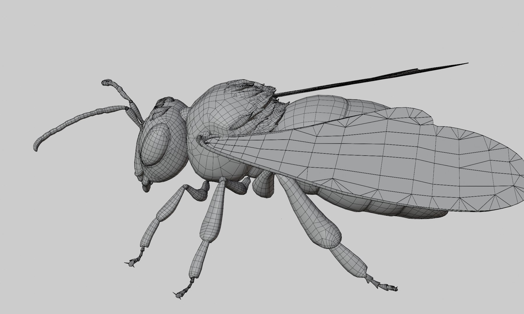 3D Model Animated Bee Vray - TurboSquid 1736942