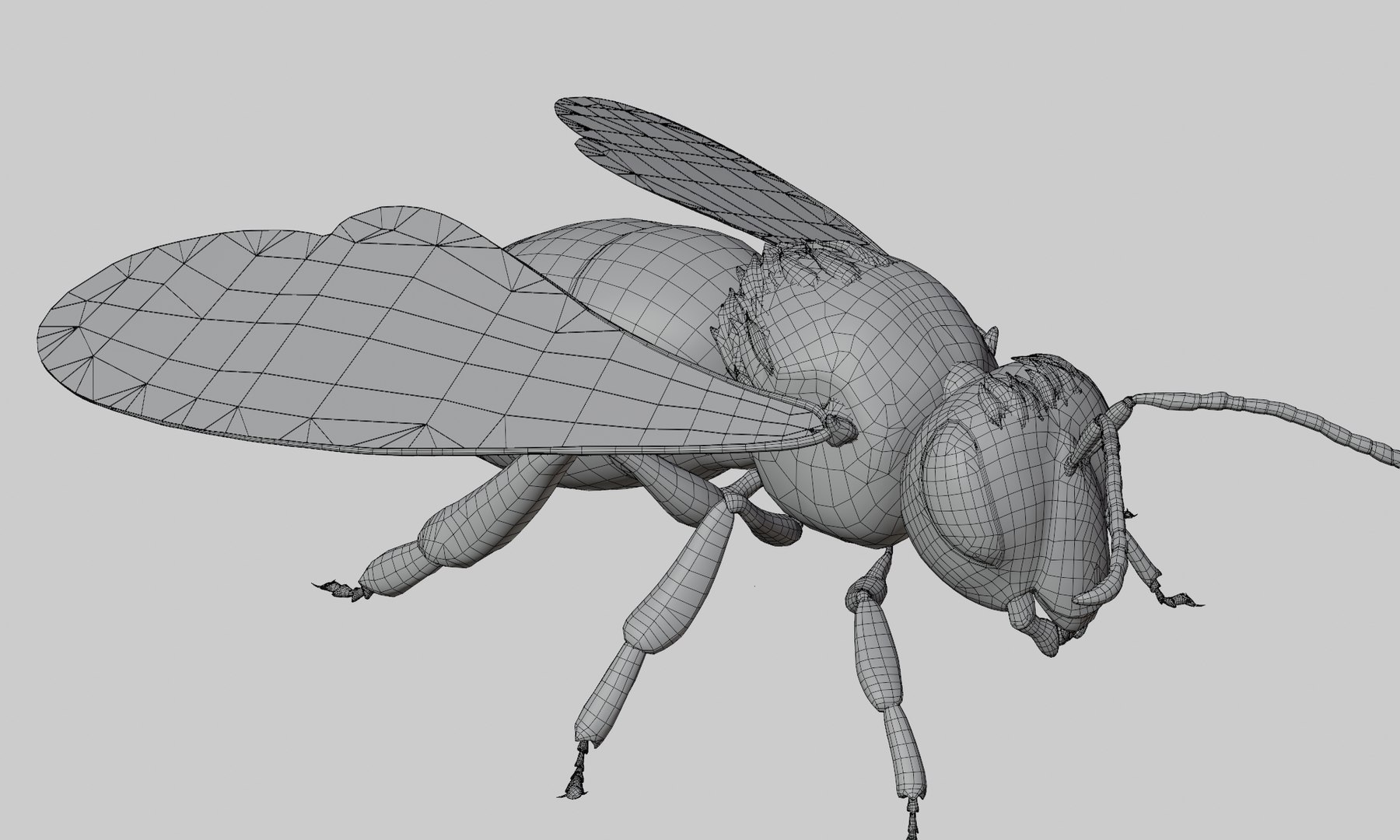 3D Model Animated Bee Vray - TurboSquid 1736942