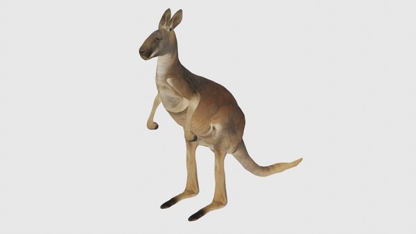 3D Low Poly Kangaroo Rigged With Realistic Texture model - TurboSquid ...