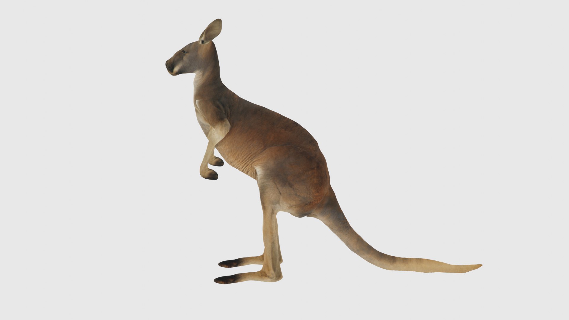 3D Low Poly Kangaroo Rigged With Realistic Texture Model - TurboSquid ...