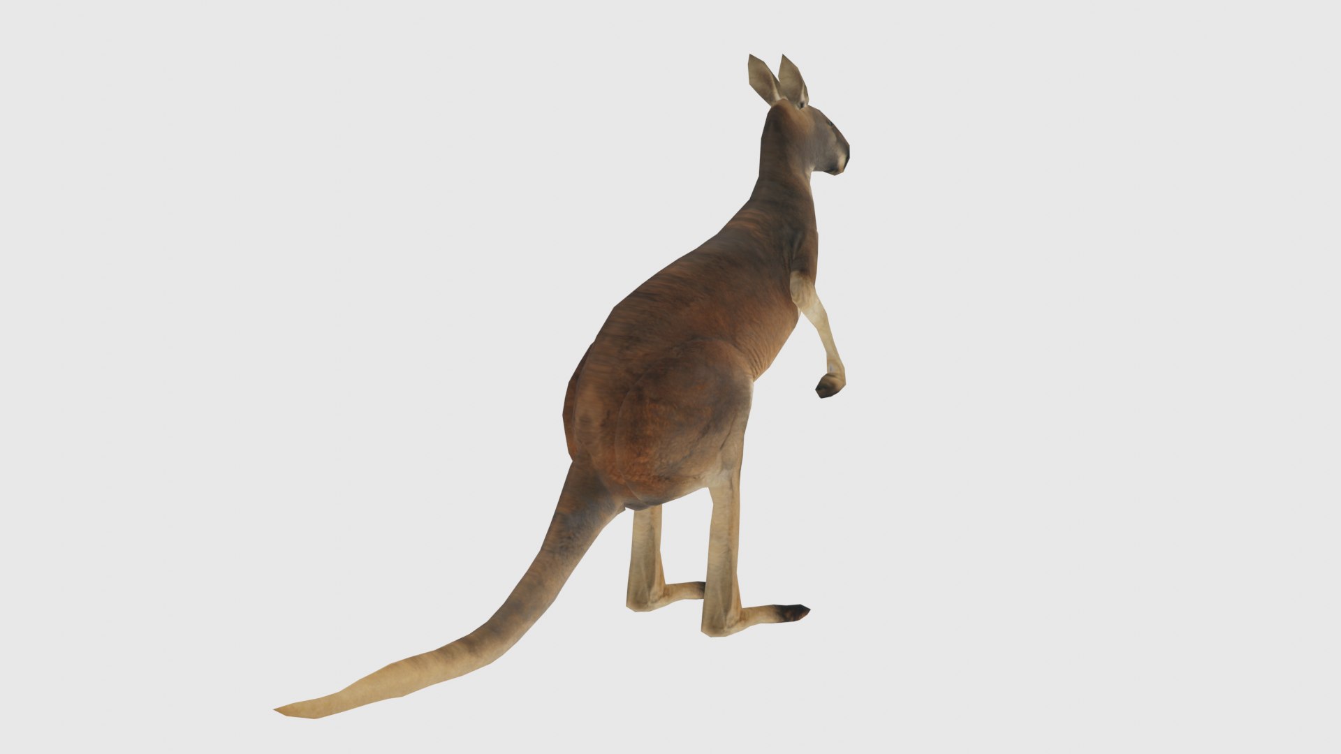 3D Low Poly Kangaroo Rigged With Realistic Texture Model - TurboSquid ...