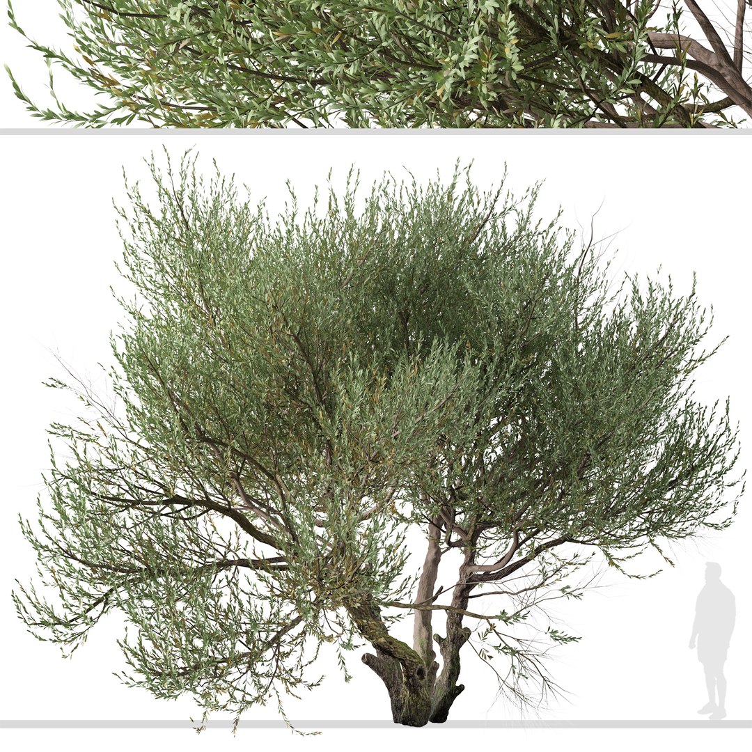 Set Of Olive Or Olea Europaea Tree Model - TurboSquid 1967470