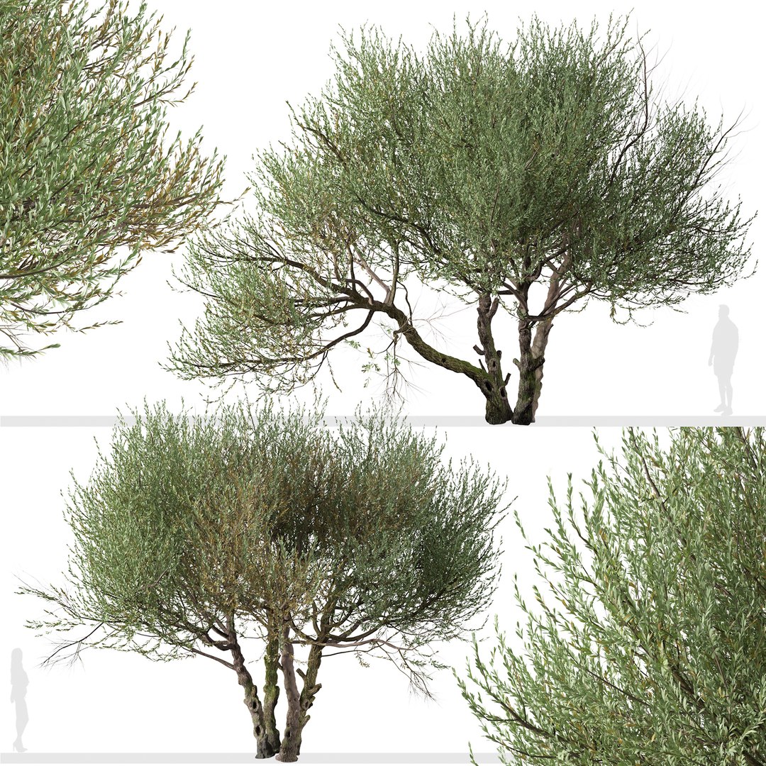 Set Of Olive Or Olea Europaea Tree Model - TurboSquid 1967470