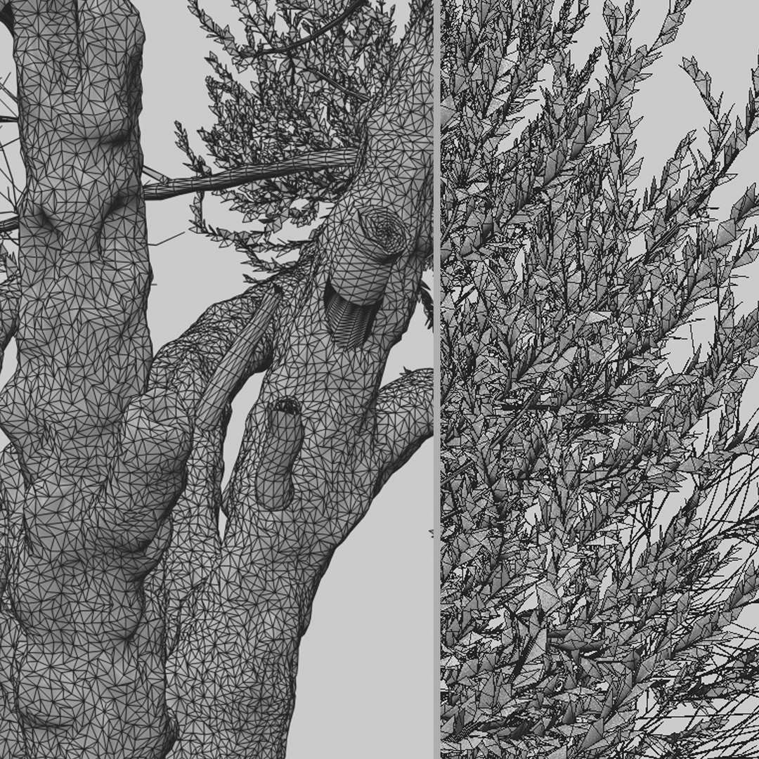 Set Of Olive Or Olea Europaea Tree Model - TurboSquid 1967470