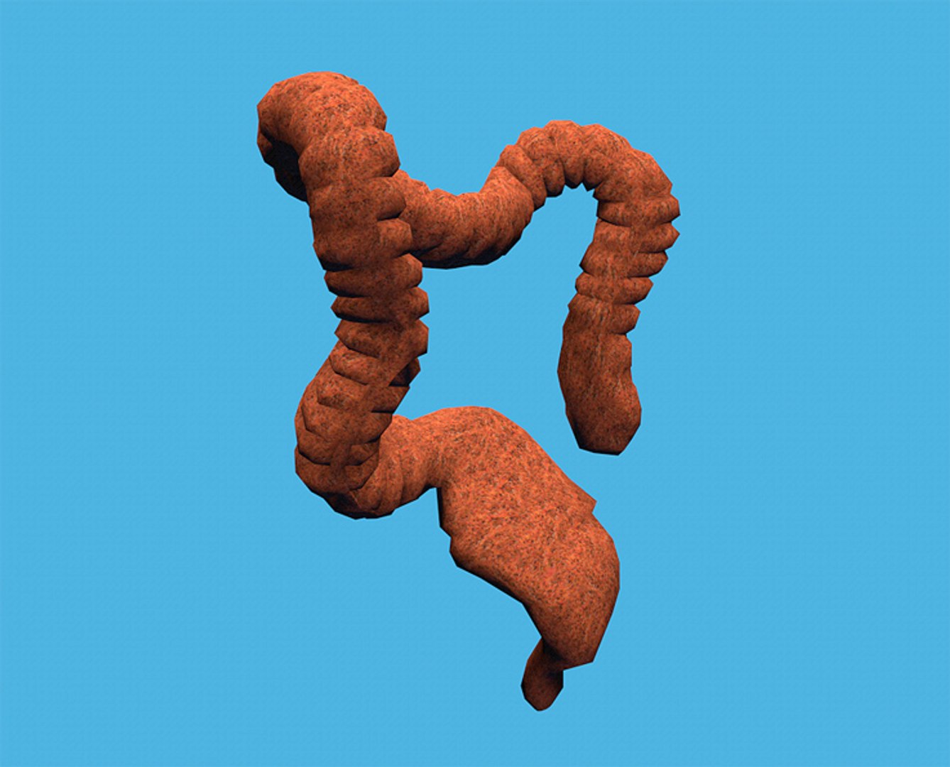 3d Intestine Model