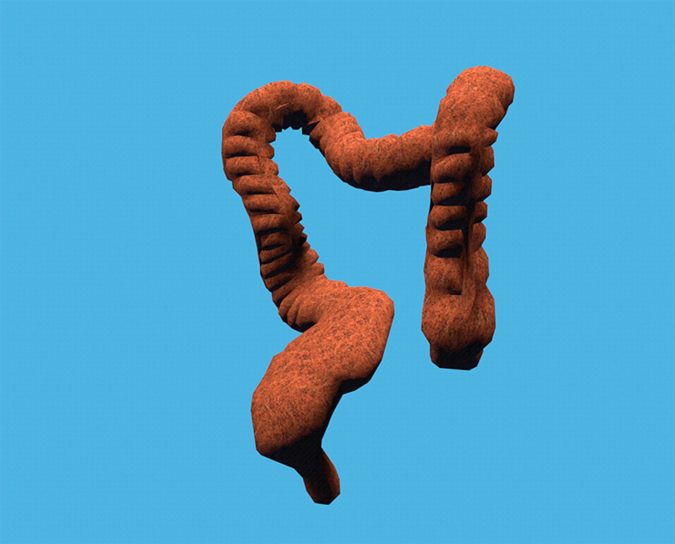 3d Intestine Model