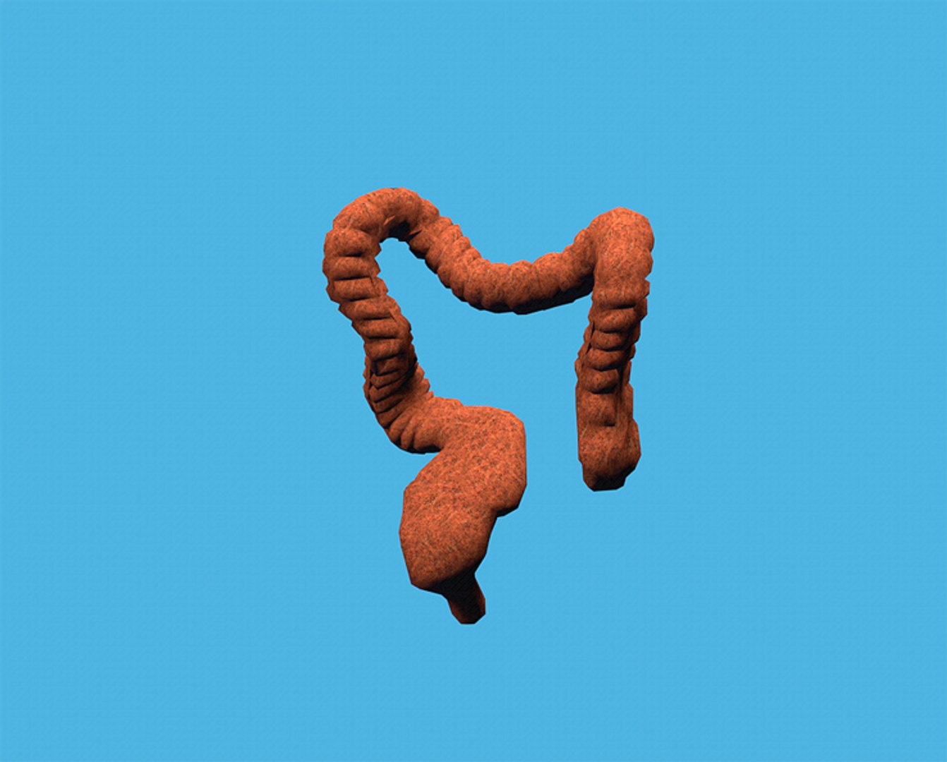 3d Intestine Model