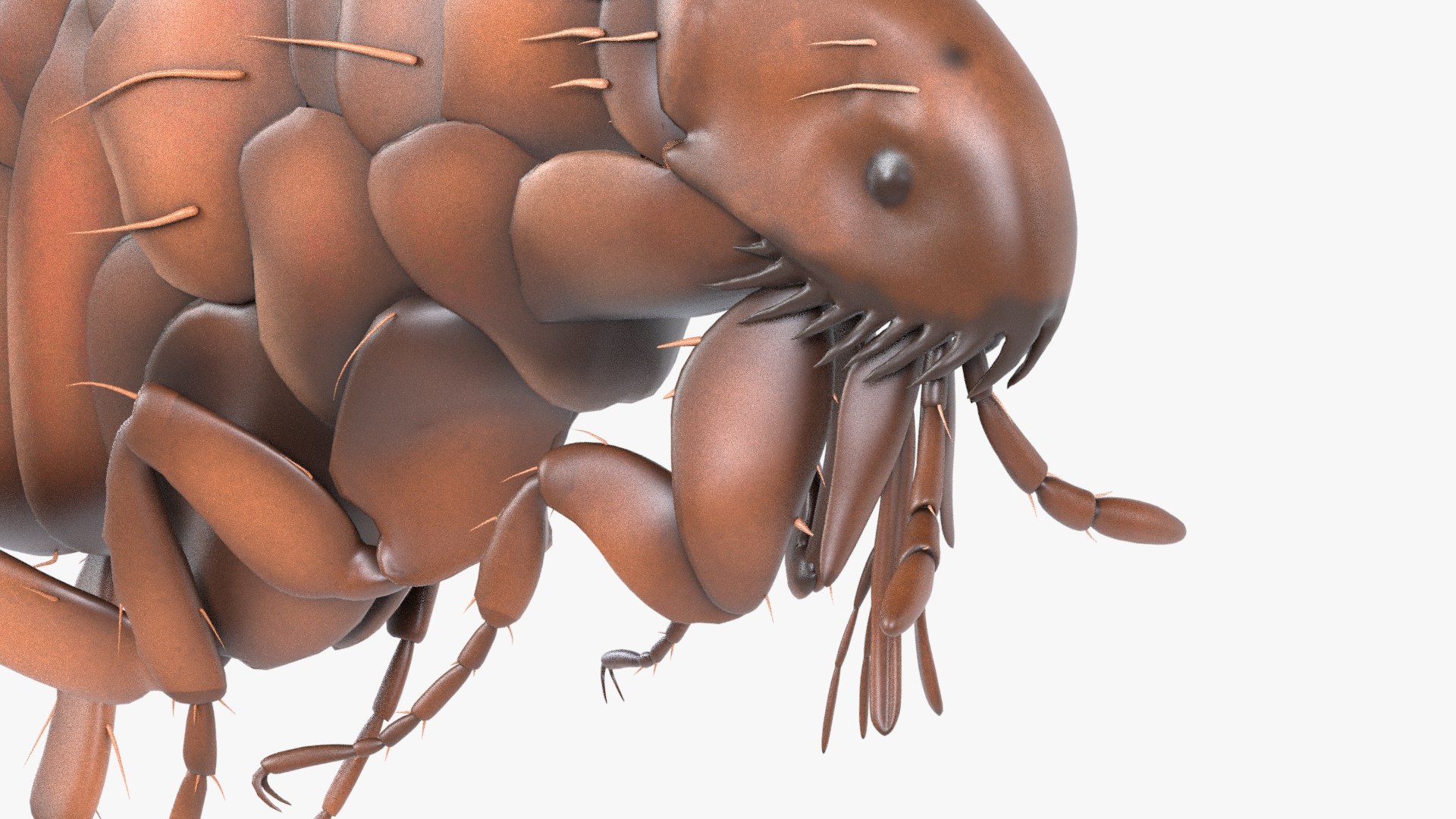 3D Model 4K Textures Flea - TurboSquid 2227199