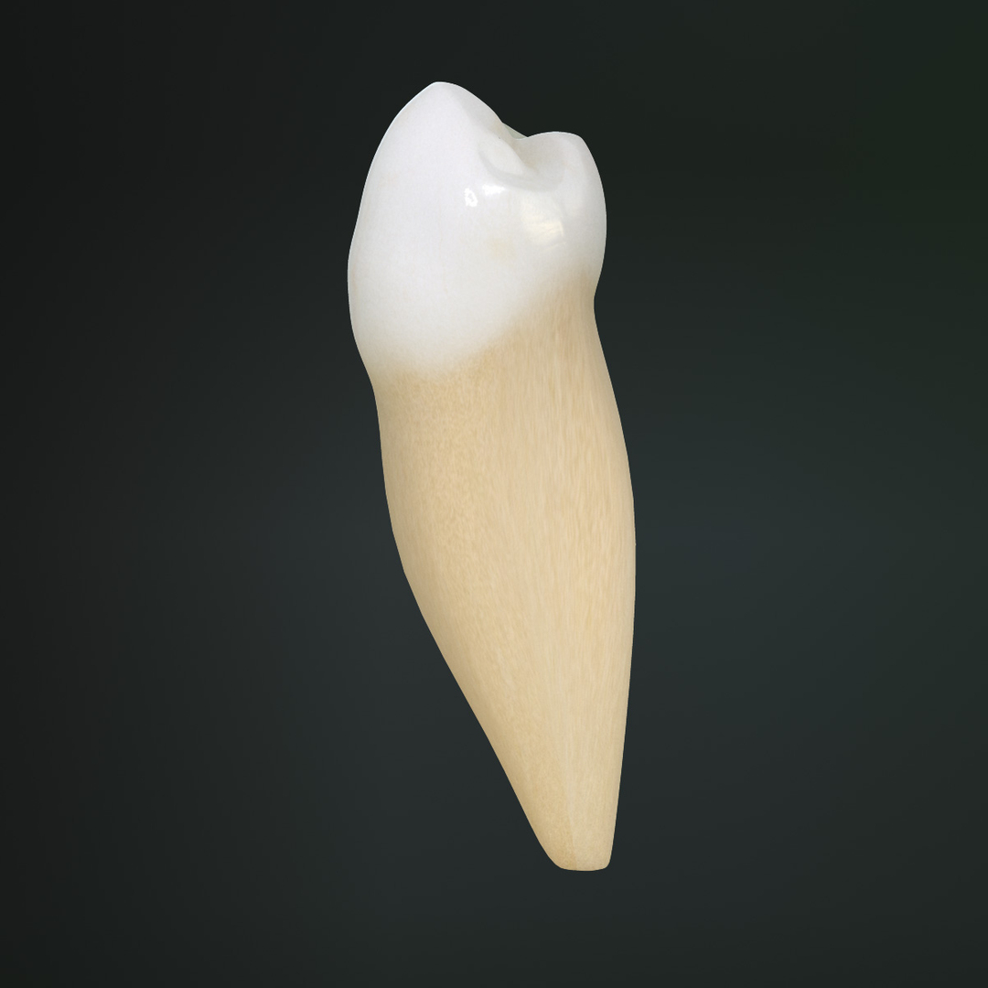 3d Model Tooth Lower Premolar