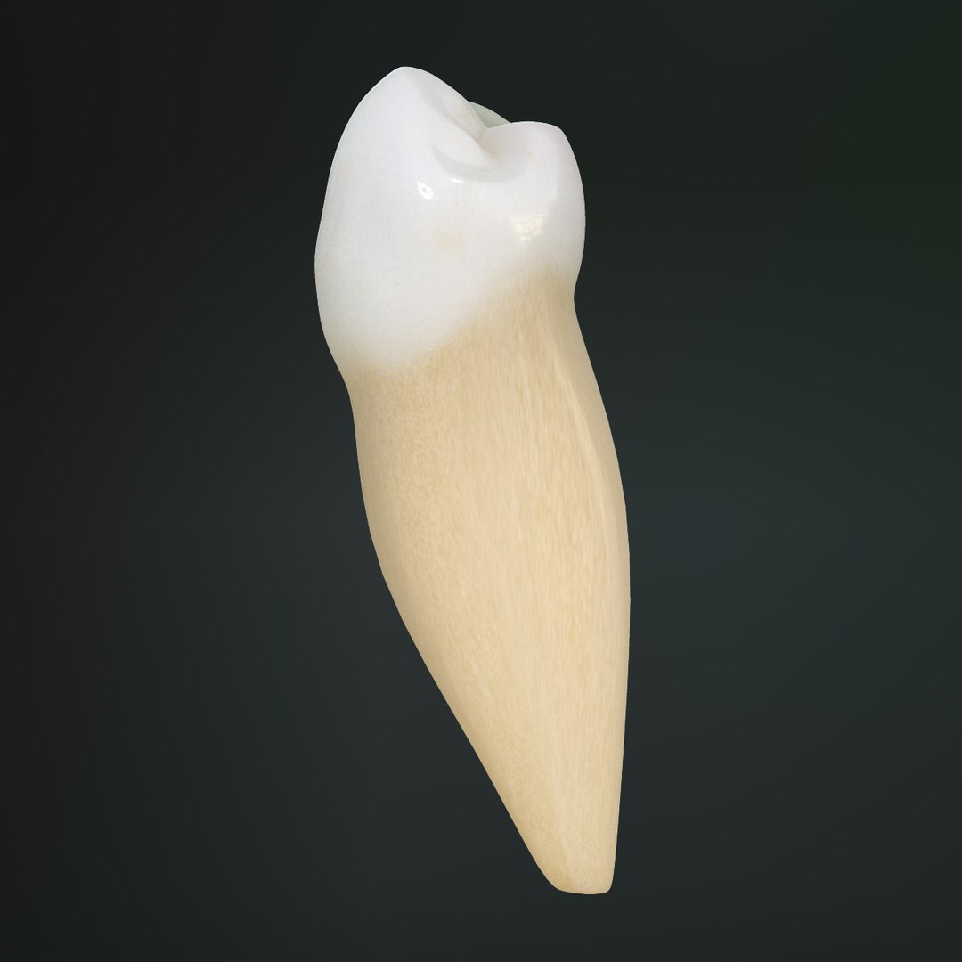 3d Model Tooth Lower Premolar