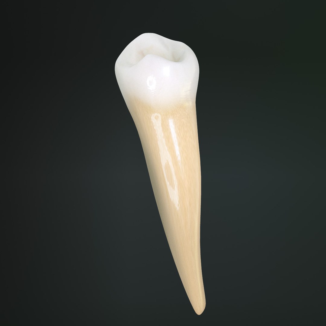 3d Model Tooth Lower Premolar