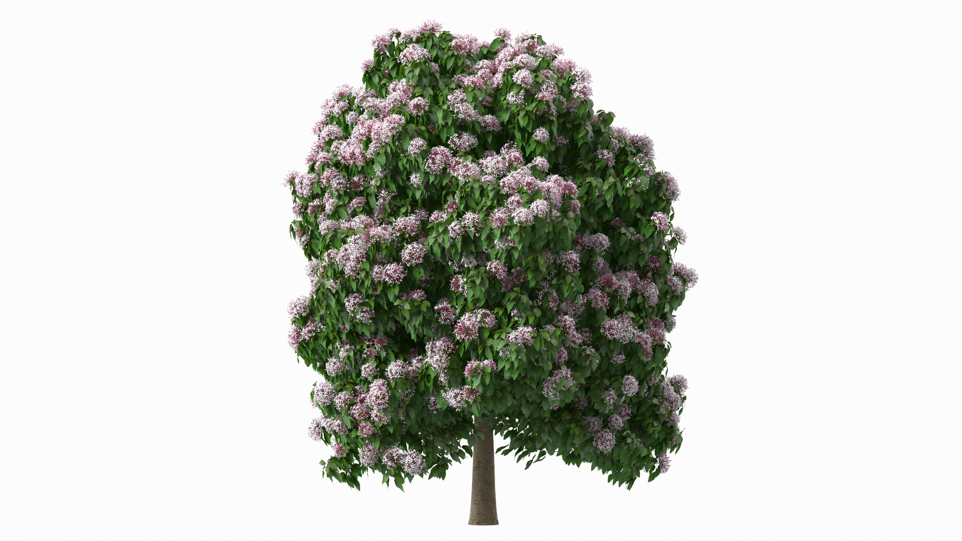 3D Starburst Bush Clerodendrum Quadriloculare Model - TurboSquid 1858083