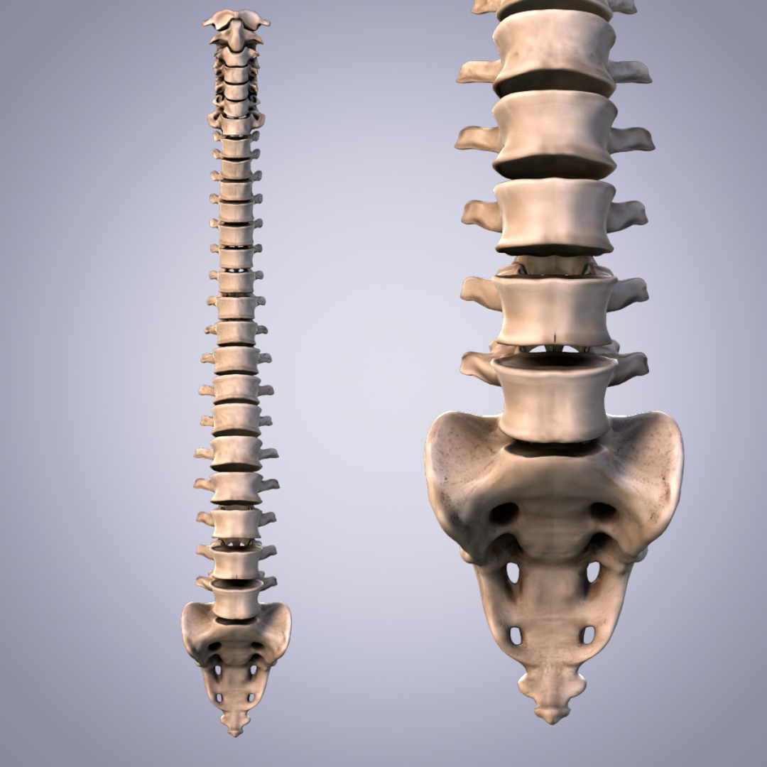 3d Model Human Spine Bones Ligaments