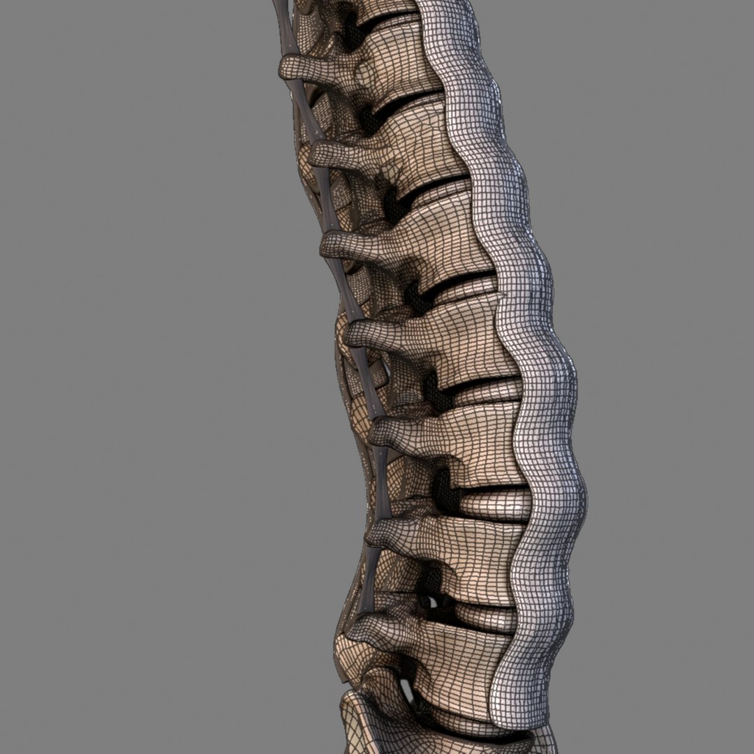 3d Model Human Spine Bones Ligaments