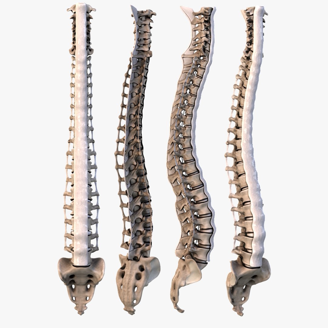 3d Model Human Spine Bones Ligaments
