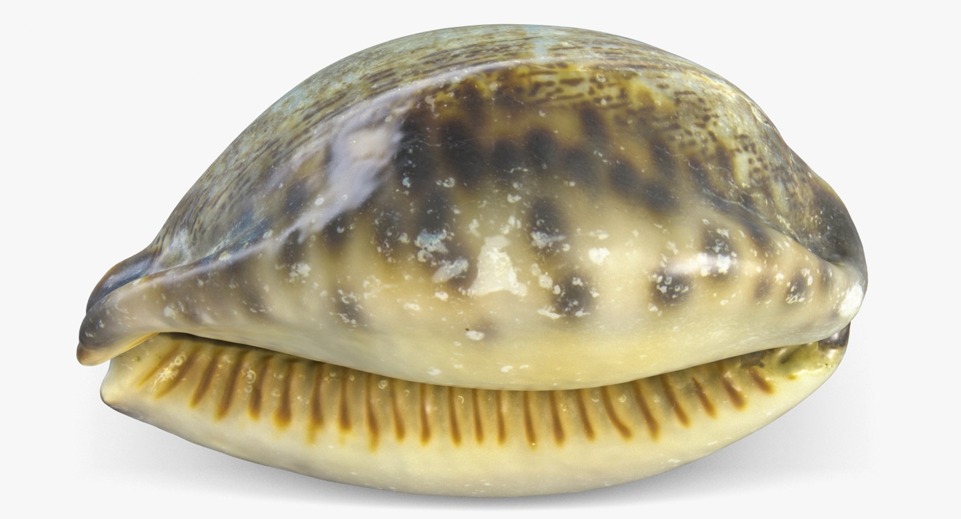 3d Sea Shell Cypraeidae Cowry Model
