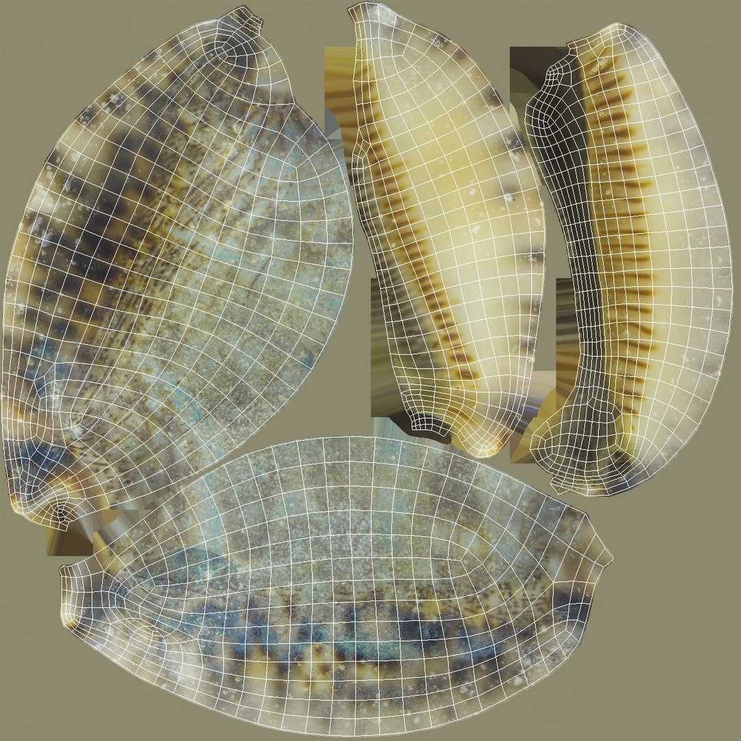 3d Sea Shell Cypraeidae Cowry Model
