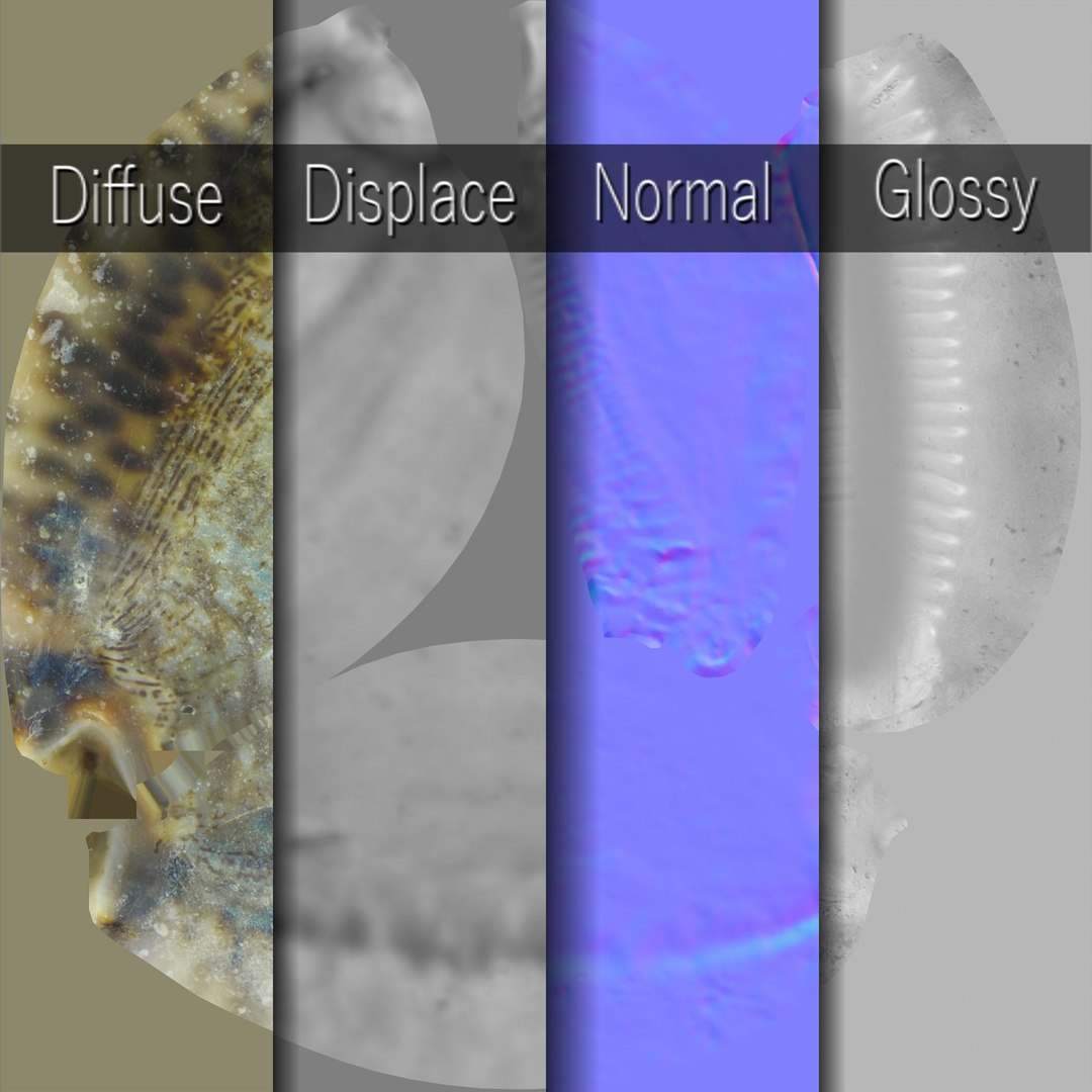 3d Sea Shell Cypraeidae Cowry Model