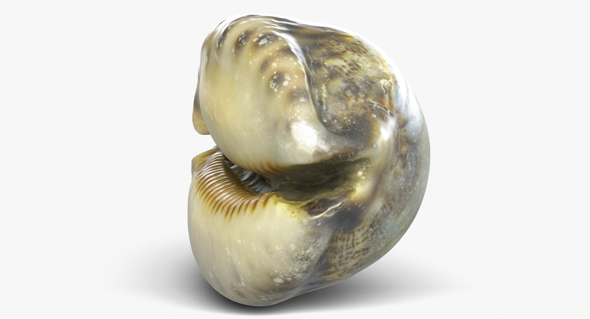 3d Sea Shell Cypraeidae Cowry Model