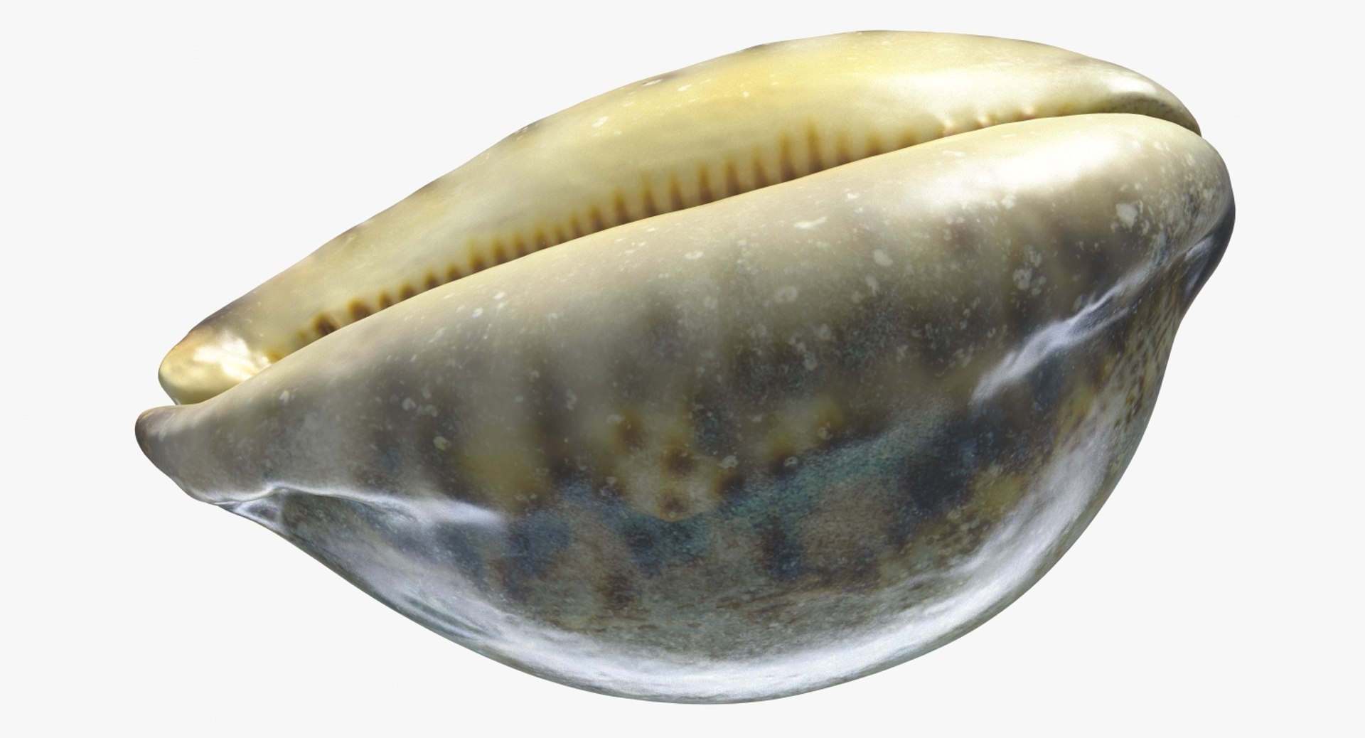 3d Sea Shell Cypraeidae Cowry Model
