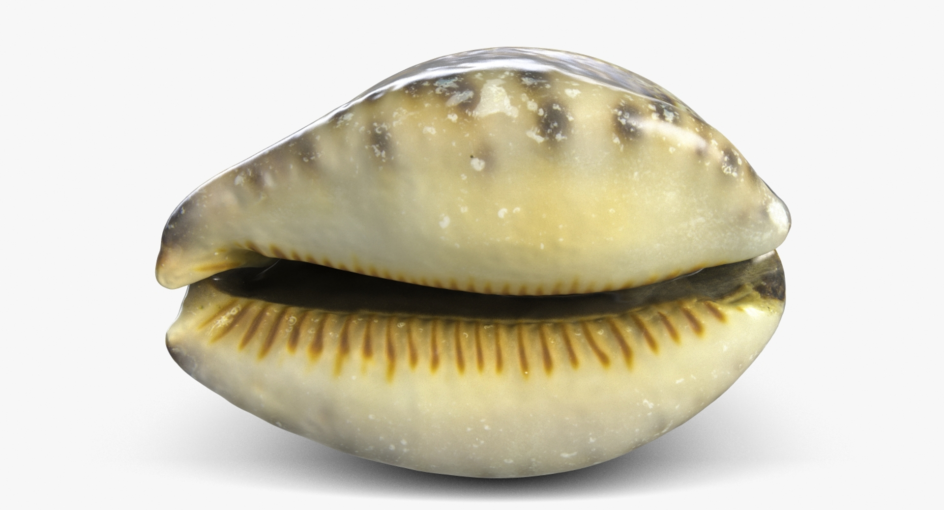 3d Sea Shell Cypraeidae Cowry Model