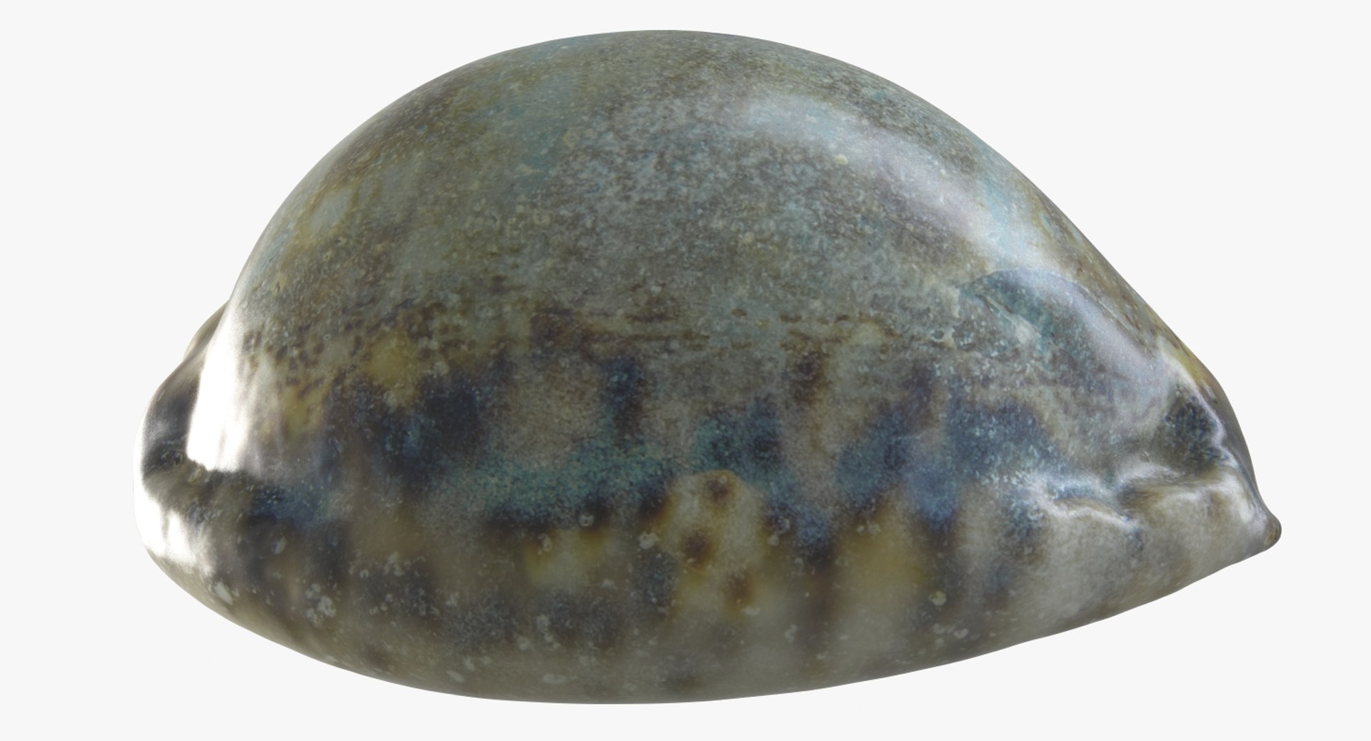 3d Sea Shell Cypraeidae Cowry Model