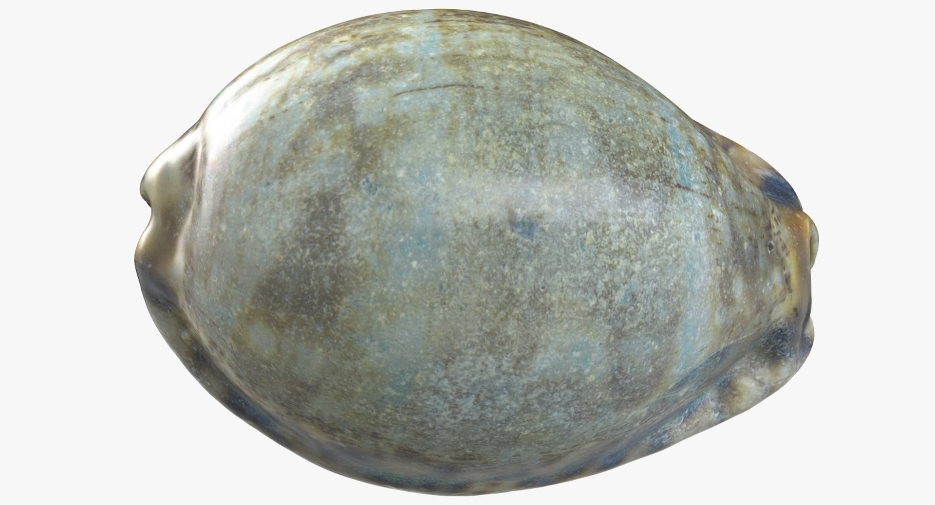 3d Sea Shell Cypraeidae Cowry Model