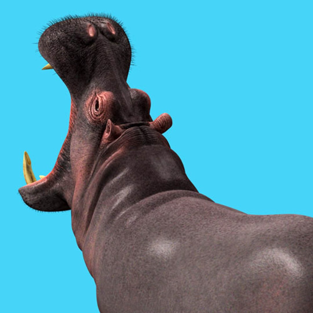 Hippo 3d Model