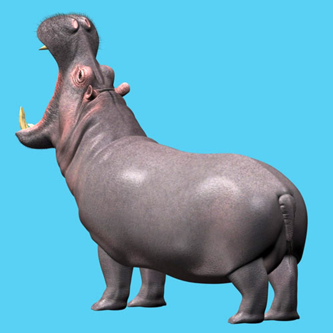 Hippo 3d Model