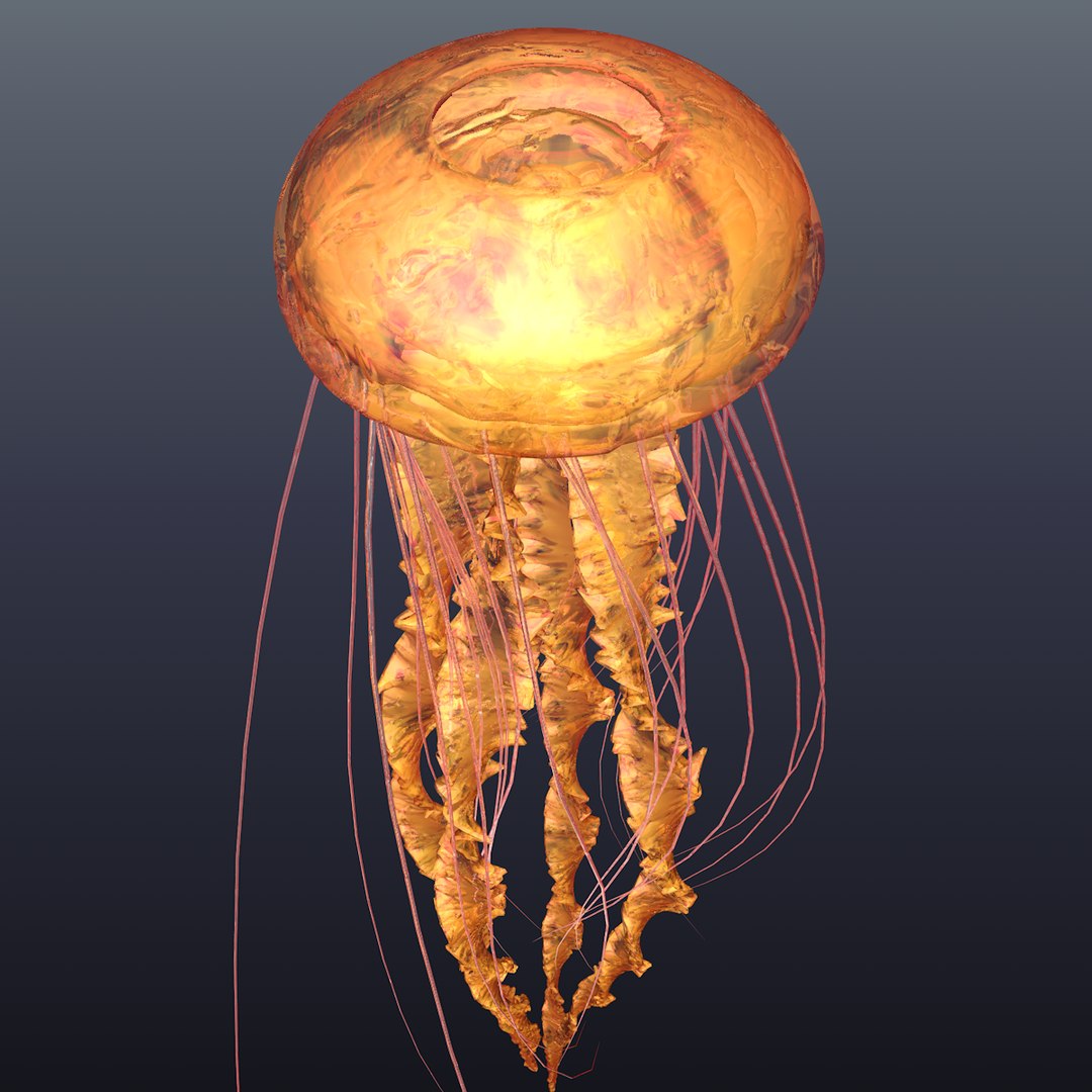Realistic Jellyfish 3D Model - TurboSquid 1456650