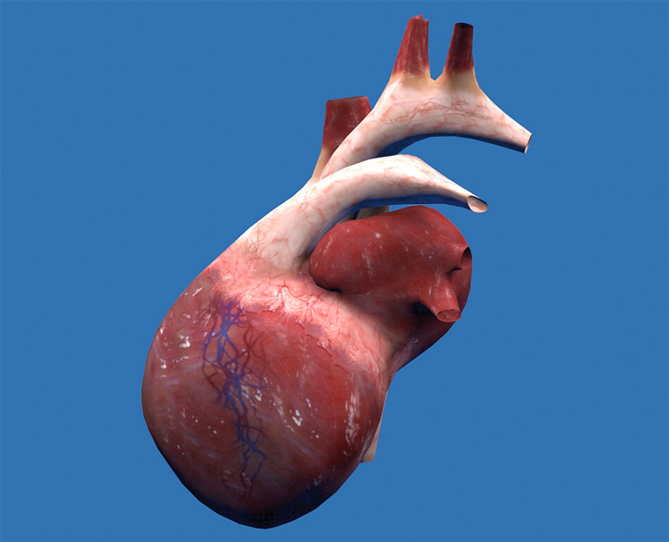 3d Real Heart