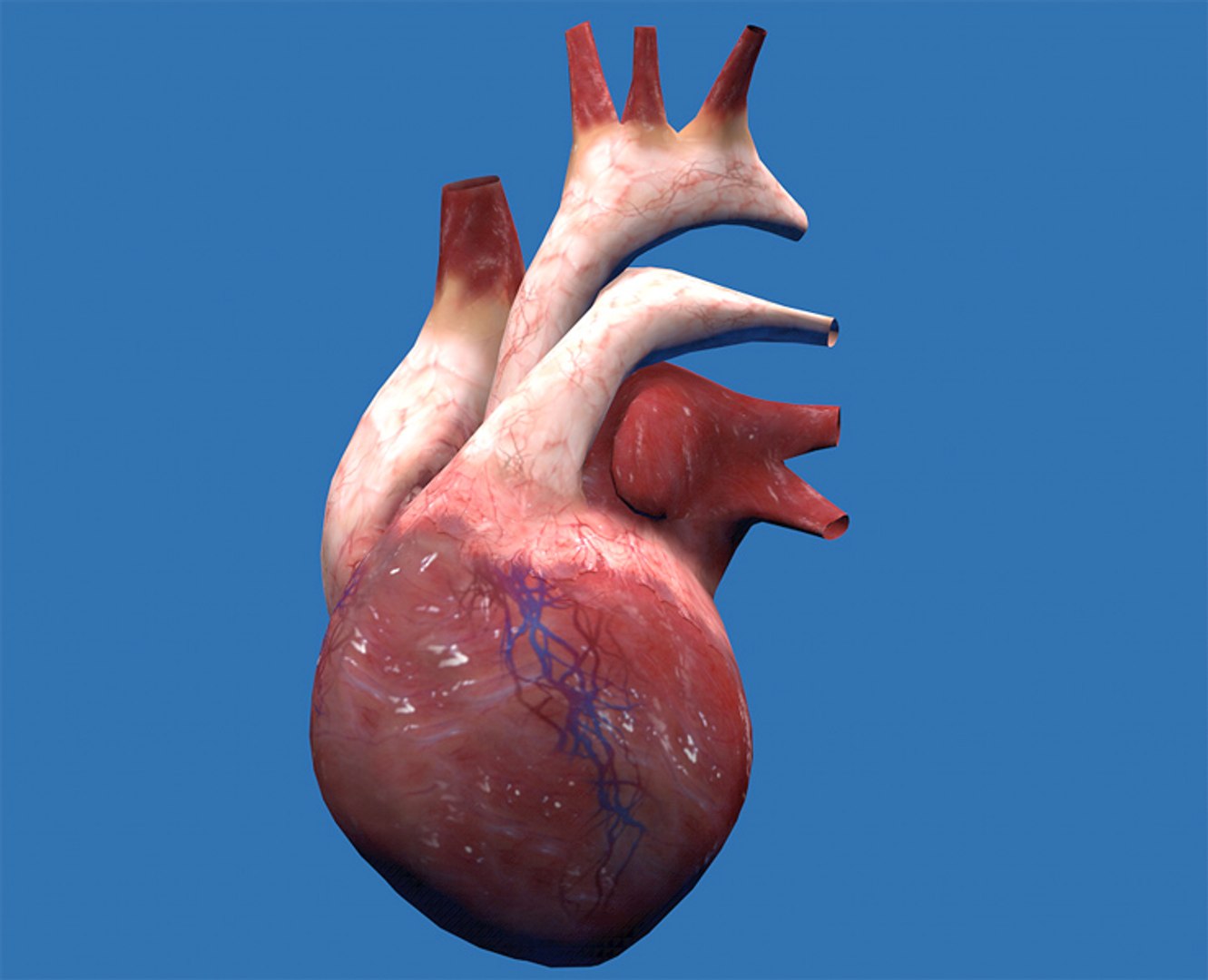 3d Real Heart