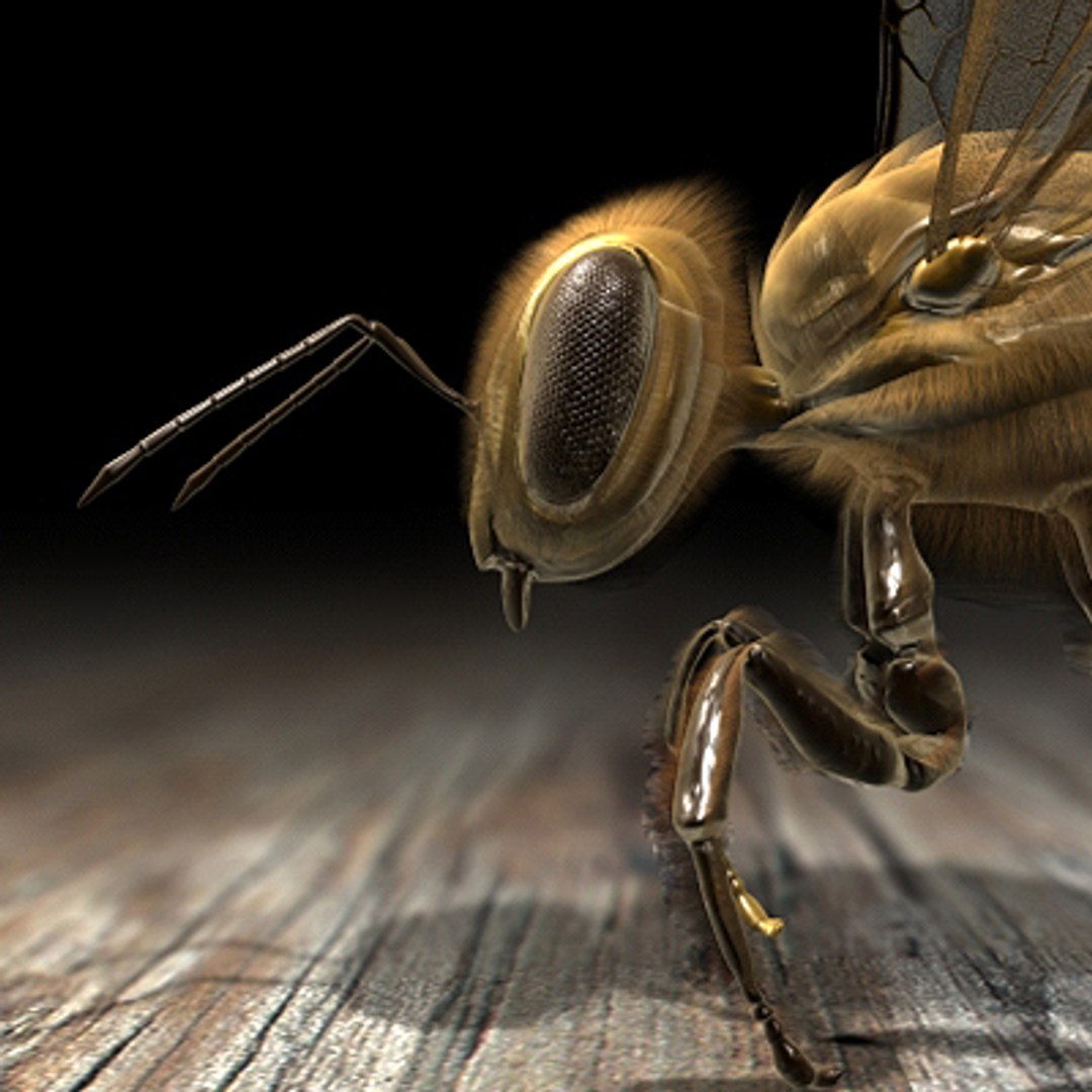 3ds Max Honey Bee