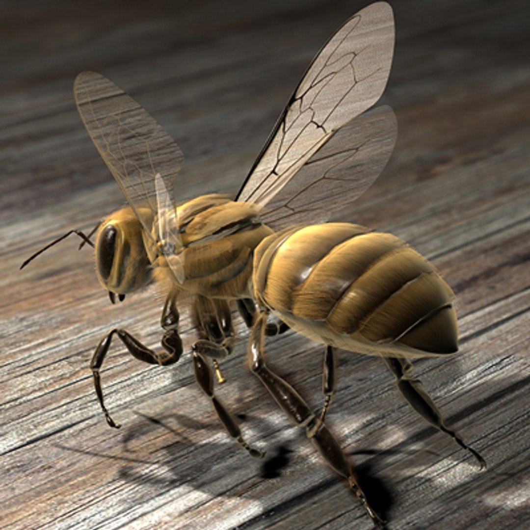 3ds Max Honey Bee