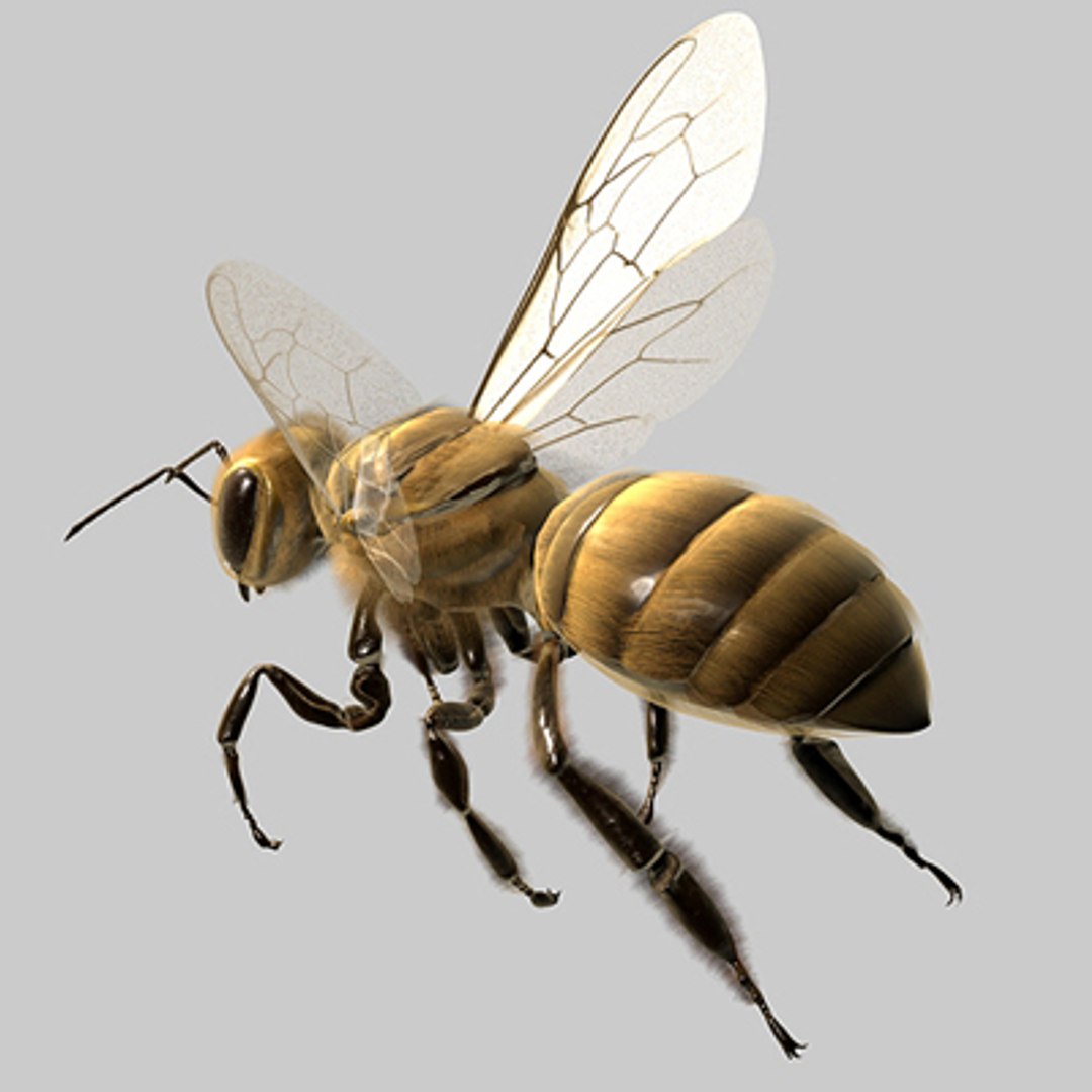 3ds Max Honey Bee